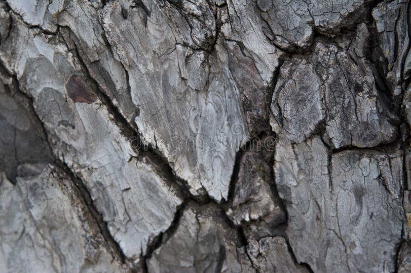 Detailed tree bark texture stock image. Image of pattern - 371773623