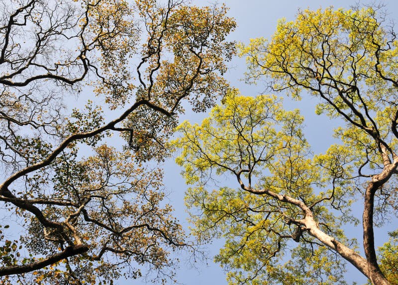 Detailed tree branches stock photo. Image of autumn, seasonal - 53976648