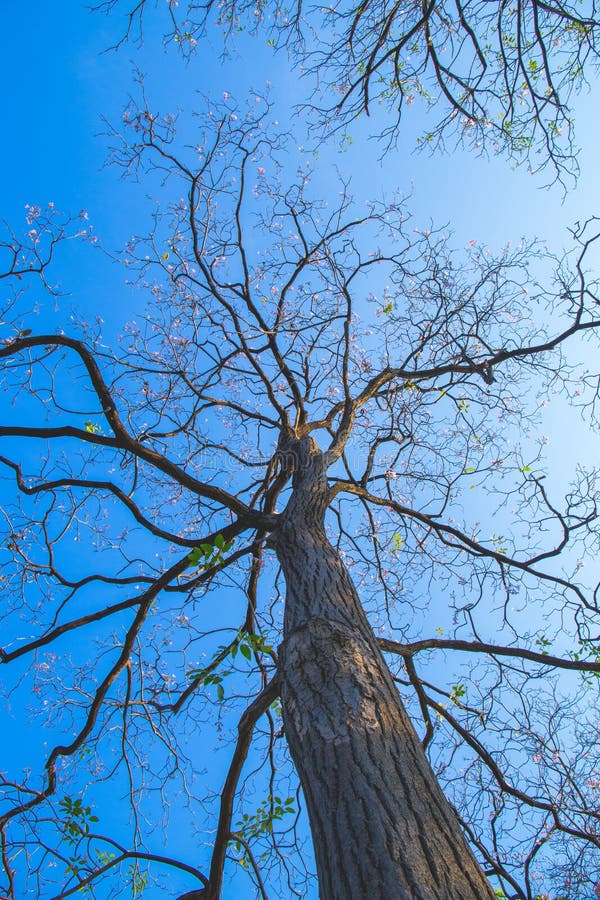 Detailed Tree Rings in an Aged Wood Stump Stock Photo - Image of ...