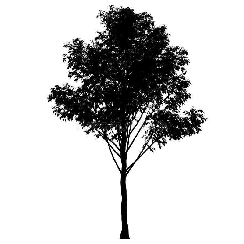 Detailed Tree Silhouette Isolated on White Background. Vector ...