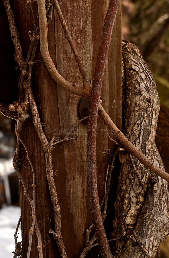Detailed tree stem stock photo. Image of purposes, winter - 107626302