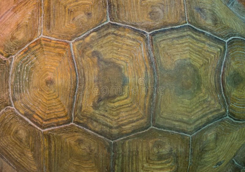 Detailed Turtle Shell Pattern Stock Image - Image of aged, shell: 92880039