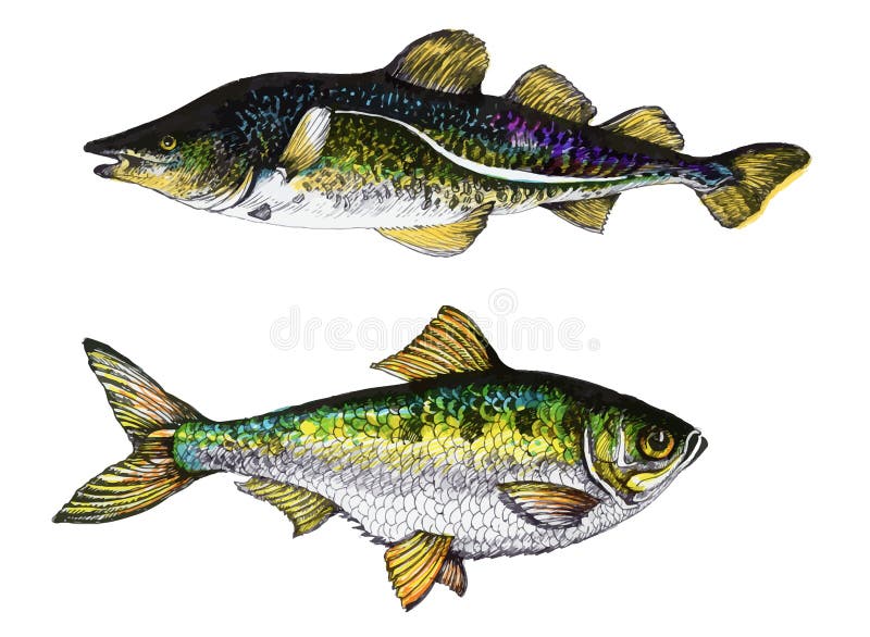 Detailed Two Fishes Hand Drawn Illustration. Stock Vector ...