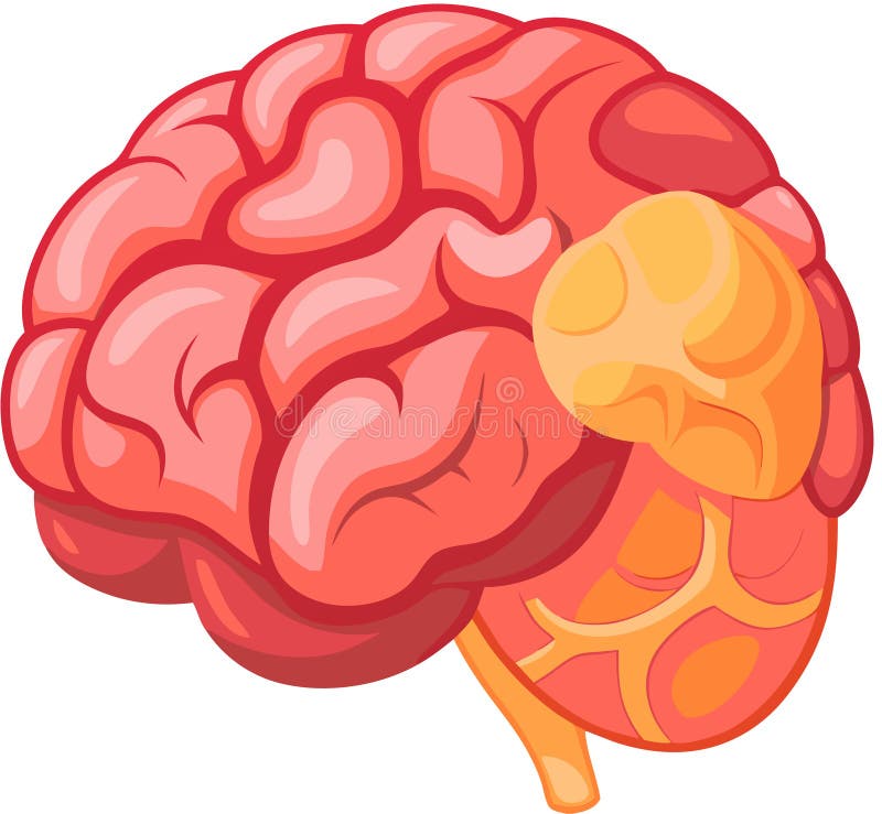 Medical Illustration of the Human Brain Vector Art Illustration Stock ...