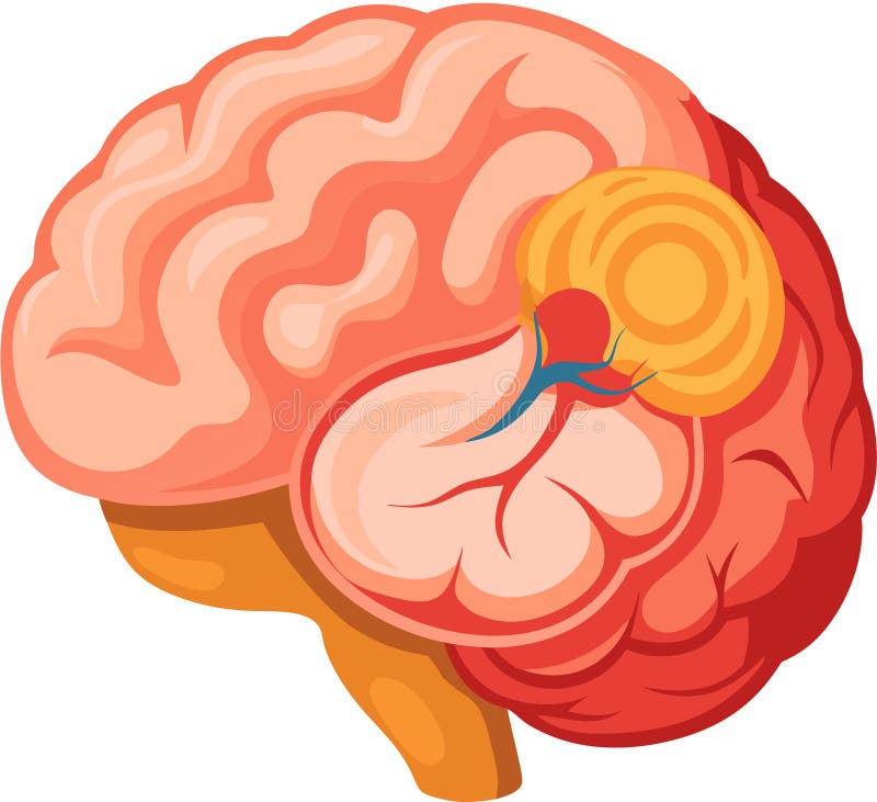 Medical Illustration of the Human Brain Vector Art Illustration Stock ...