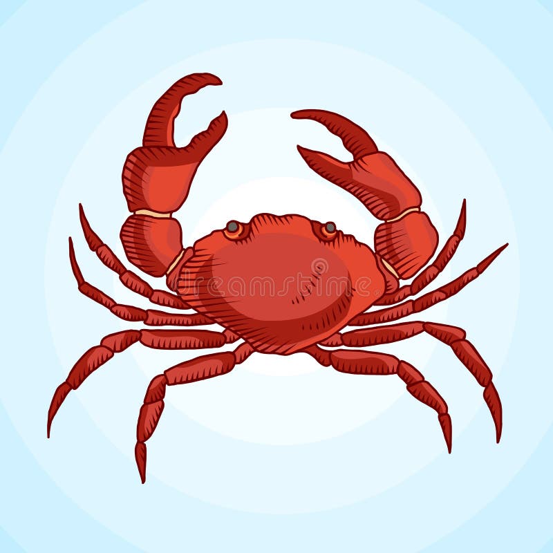 Detailed Vector Drawing of a Sea Crab Stock Vector - Illustration of ...