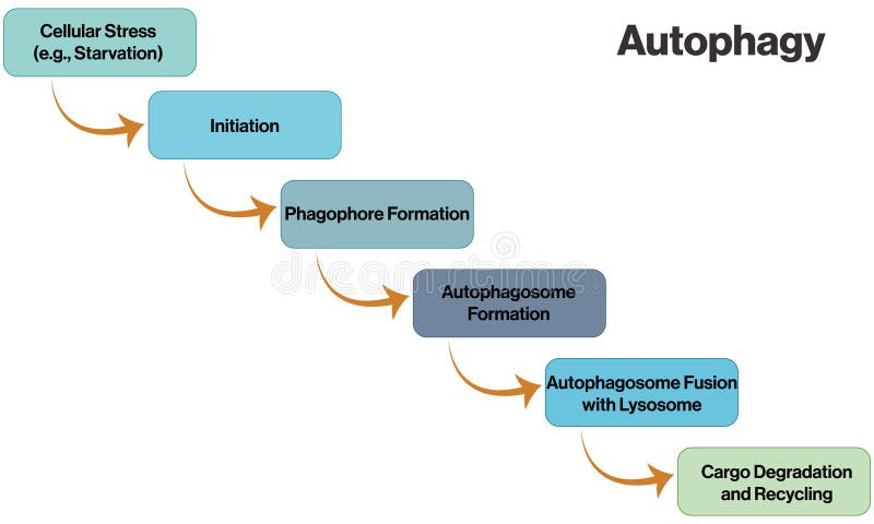 Autophagy Stock Illustrations – 130 Autophagy Stock Illustrations ...