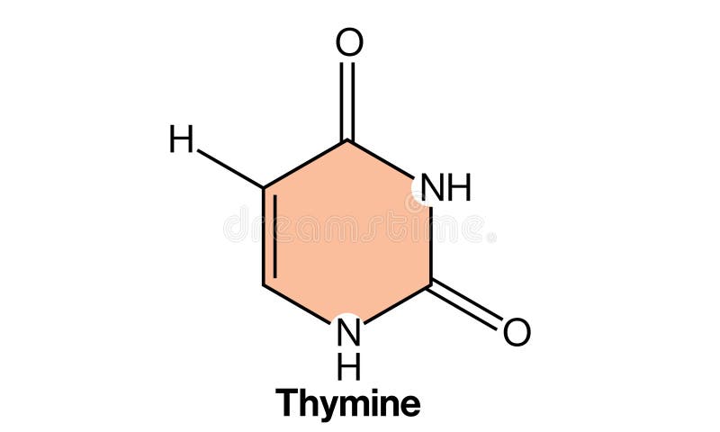 Vector Illustration of Thymine Chemical Structure, DNA Base Diagram on ...