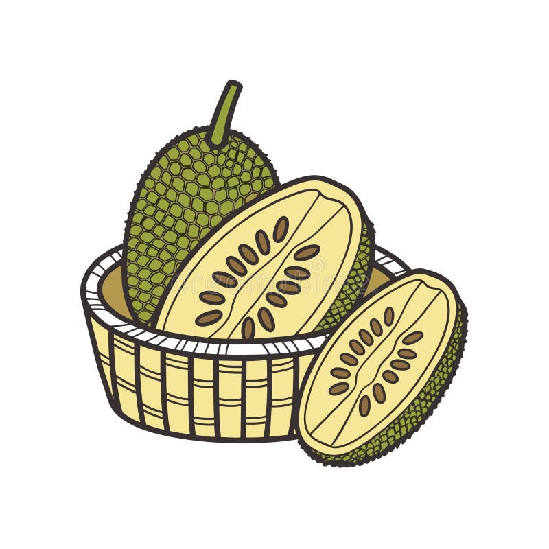 Jackfruit in a Basket: Delicious, Tropical Fruit Illustration Stock ...