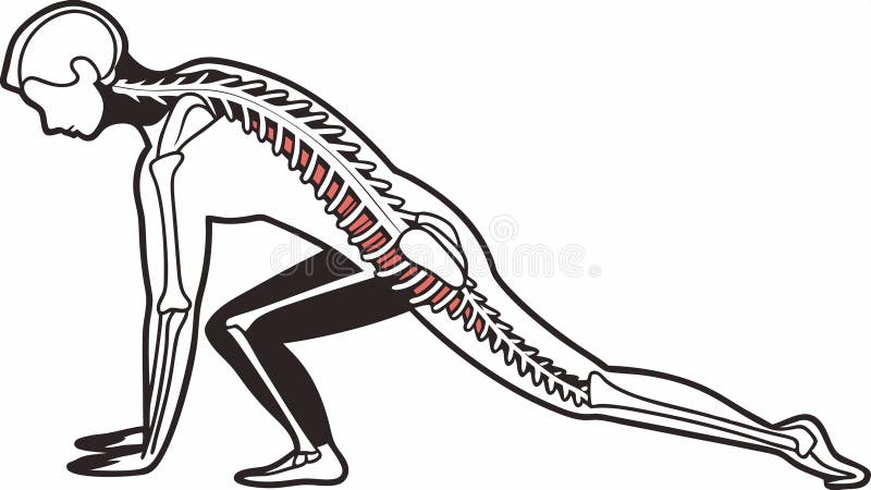 Anatomical Figure Stretching Skeleton, Vector Design Generative AI ...