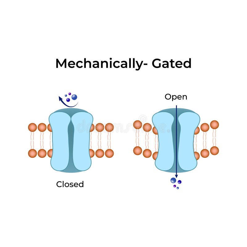 Mechanically Gated Ion Channel Design Vector Illustration Stock Vector ...