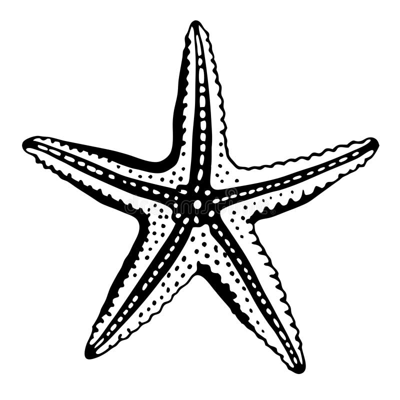 Detailed Starfish Vector Illustration for Nautical and Marine Design ...
