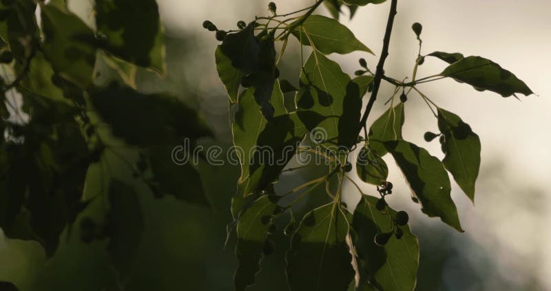 Detailed Video of Wind Moving Tree Leaves Stock Footage - Video of ...