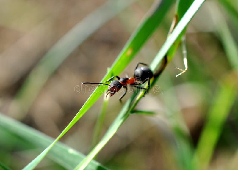 Detailed view of an ant stock photo. Image of green, animals - 41309656