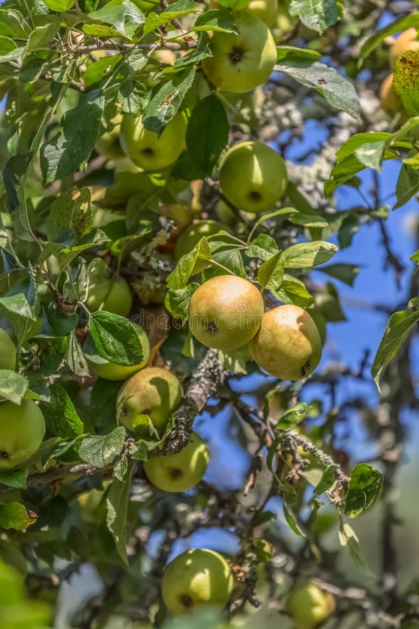 Detailed View of an Apple Tree with Natural Fruits and Blurred ...