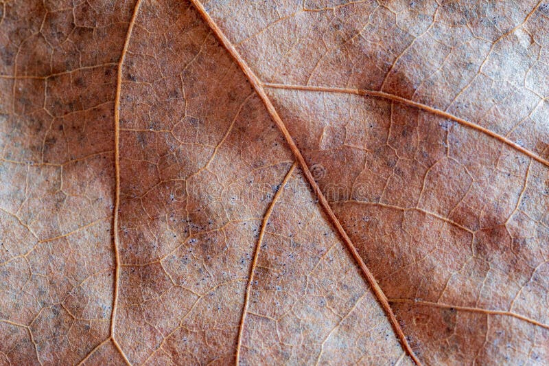 Detailed View of Autumn Leaf Structure Stock Photo - Image of cell ...
