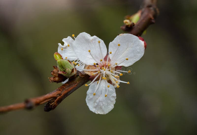 Close-Up of a White Blossoming Flower on a Budding Tree Branch Stock ...