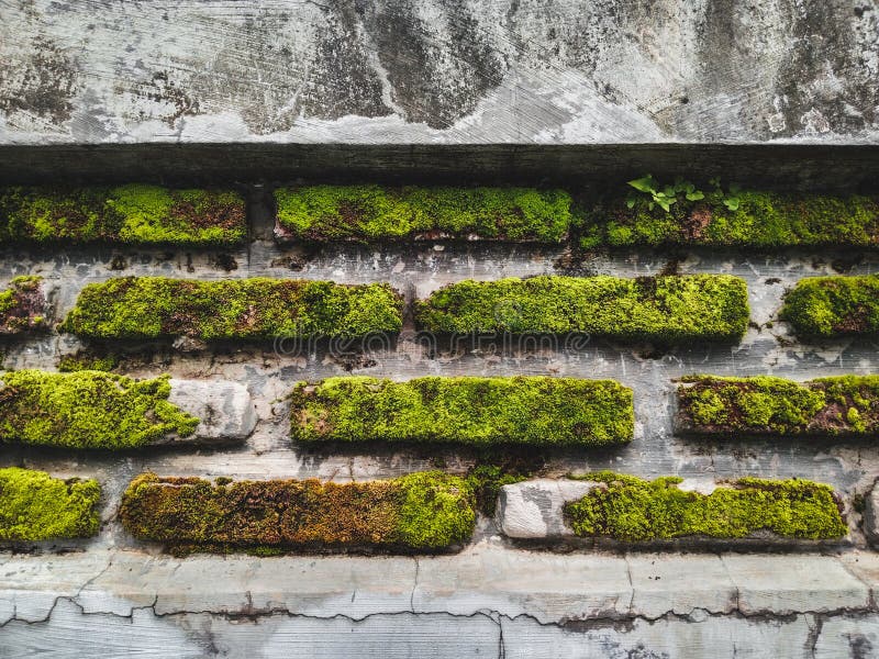 Close-Up of Moss-Covered Bricks on a Weathered Stone Wall Design Stock ...