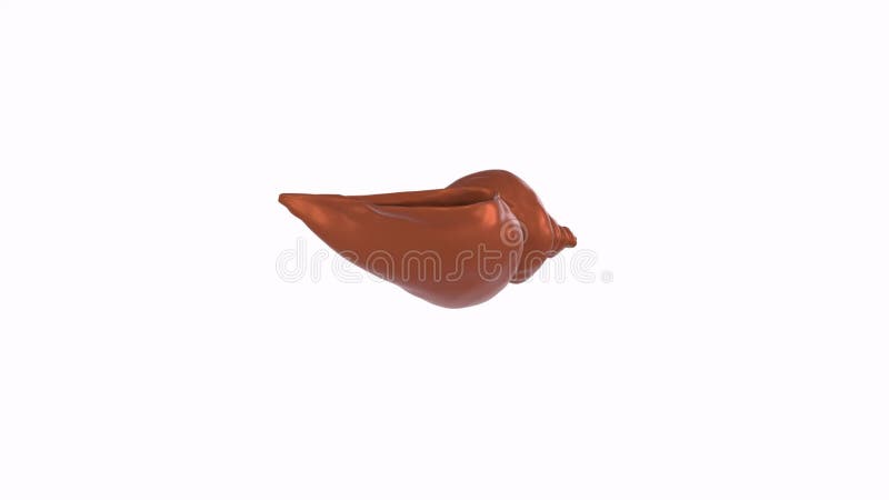 Brown Conch Shell Isolated on White Background Stock Footage - Video of ...