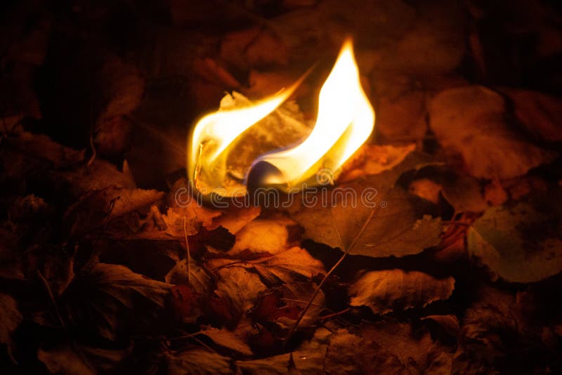 Detailed View of Burning Fallen Leaf Stock Image - Image of autumn ...