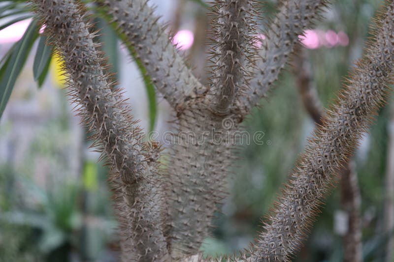 A Detailed View of a Cactus Plant Covered in Sharp, Protective Spines ...