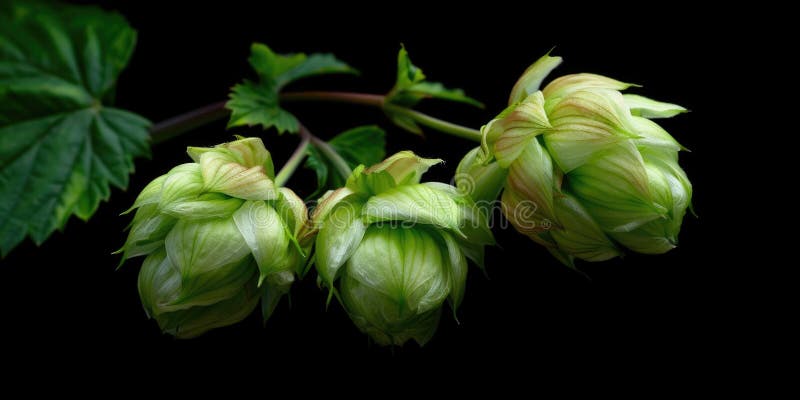 A Detailed View of a Cluster of Green Blooms Stock Photo - Image of ...
