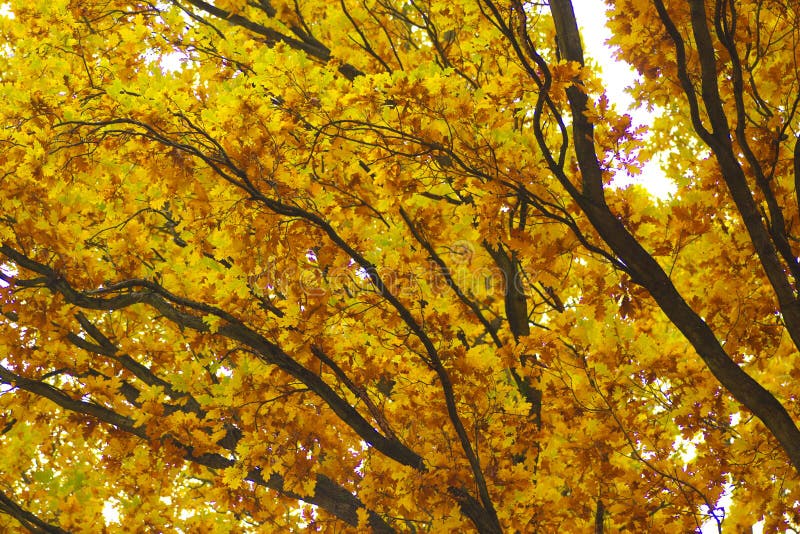 View of Color Branches of Oak Tree in the Fall Stock Image - Image of ...