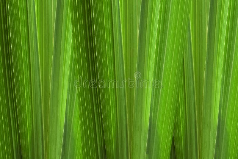 Detailed View of the Corn Leaf Texture Stock Image - Image of ...