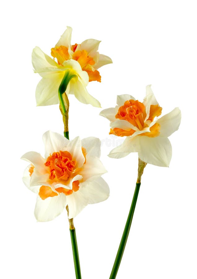 Very beautiful Daffodils stock image. Image of flowers - 123141707
