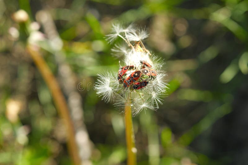 A Detailed View of a Dandelion Infested with Insects Stock Image ...
