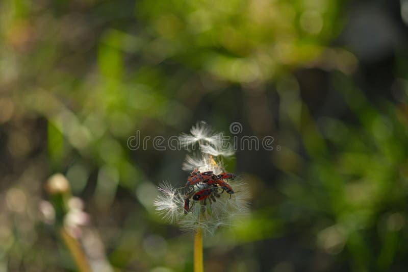 A Detailed View of a Dandelion Infested with Insects Stock Image ...