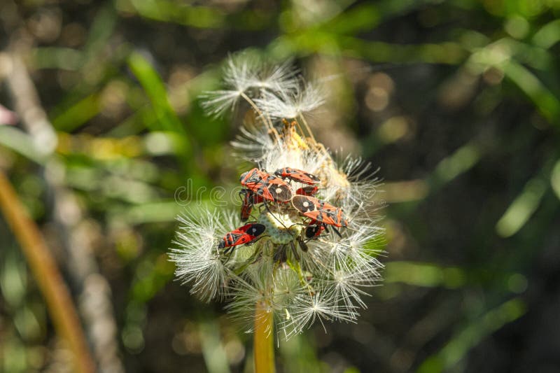 A Detailed View of a Dandelion Infested with Insects Stock Image ...