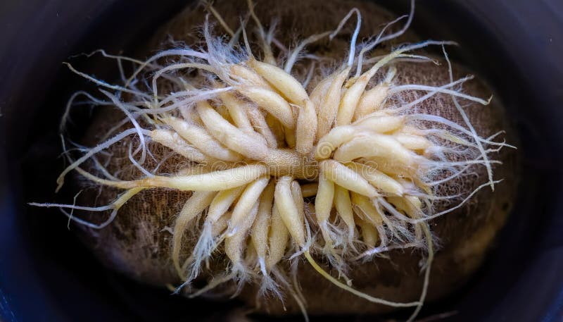 Vegetative Propagation Potato Stock Photos - Free & Royalty-Free Stock ...