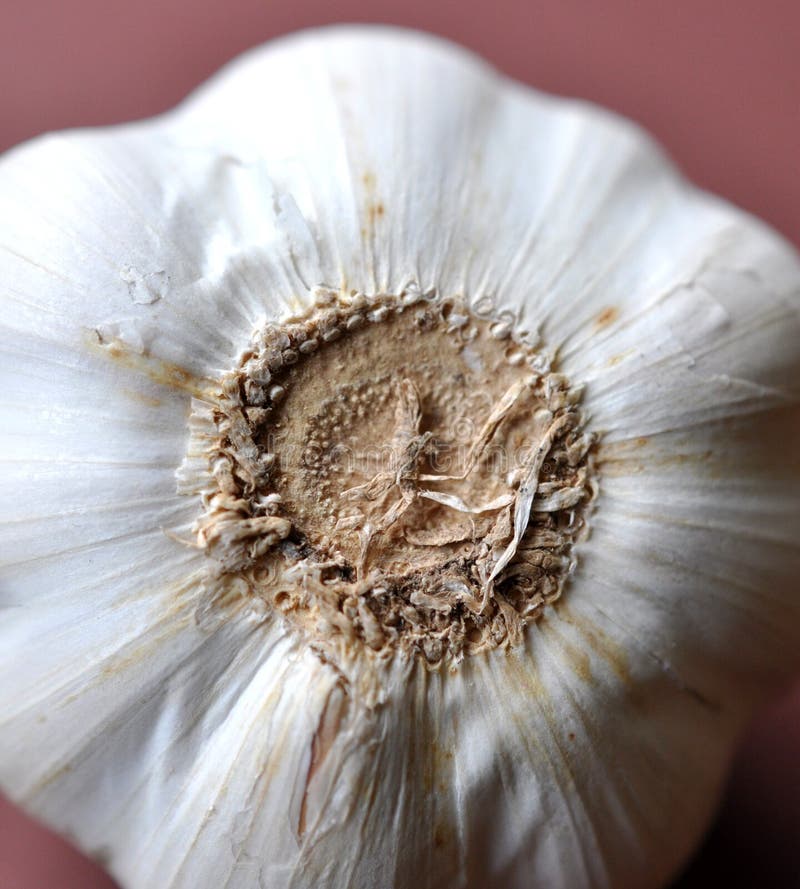 Detailed view of garlic stock photo. Image of garlic - 36644344