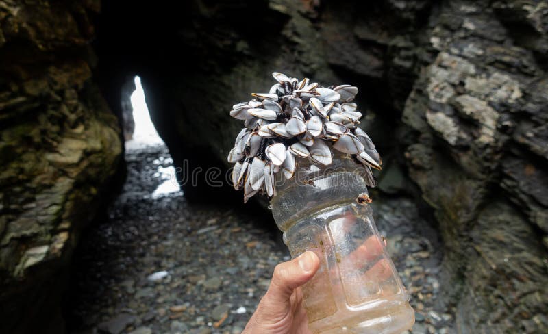 Goose Barnacles Making Good Use of Plastic Stock Image - Image of ...