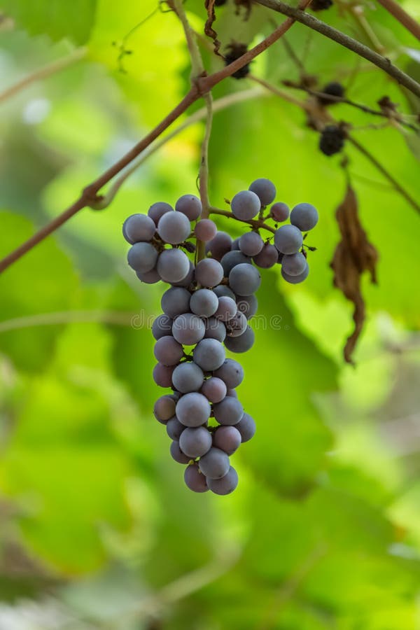 Detailed View of Grape Cluster Stock Image - Image of natural, grape ...
