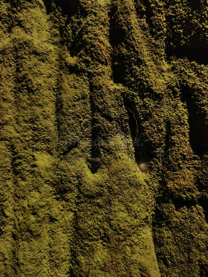A Detailed View of Green Moss Covering a Rock Surface Illuminated by ...