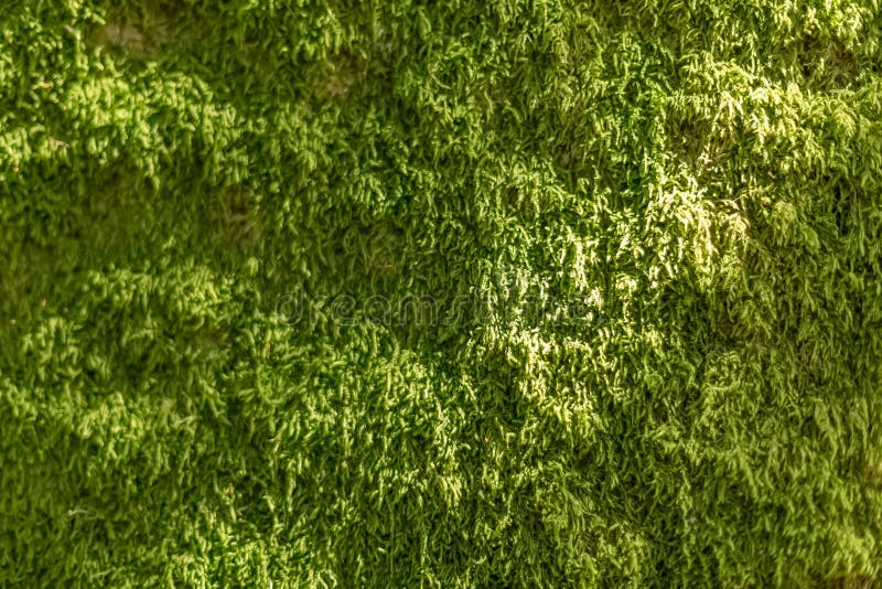 Detailed View of a Green Texture of Moss on Rock, Forest Stock Image ...