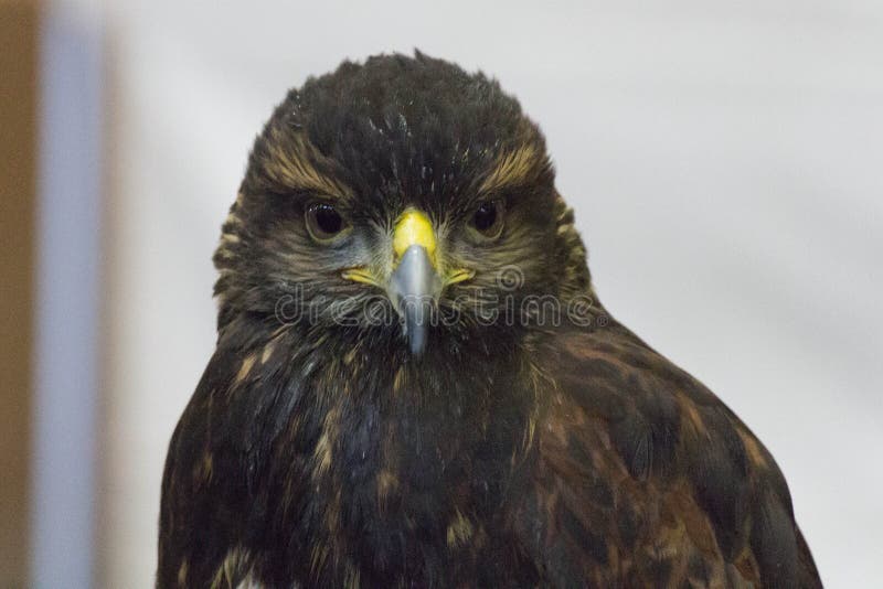 Close Up View of a Hawk Head. Stock Image - Image of view, hawk: 182224127