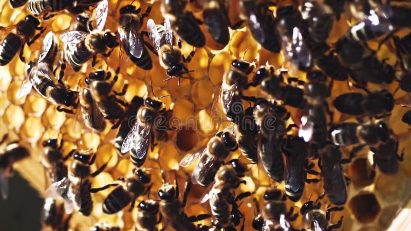 Detailed View of Hive Bustling with Bees, Capturing Hive Life in Action ...