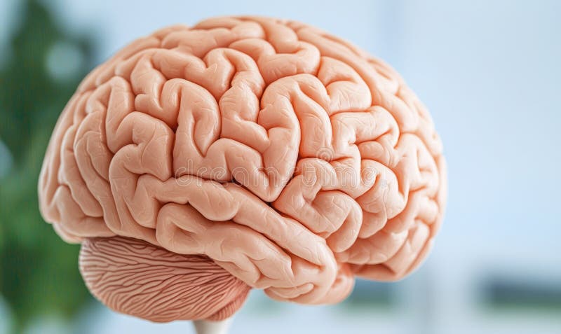 A Detailed View of a Human Brain Highlighting Its Intricate Structures ...