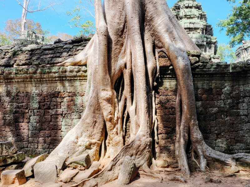 A Detailed View of Large Tropical Tree Roots Encasing Ancient Stone ...