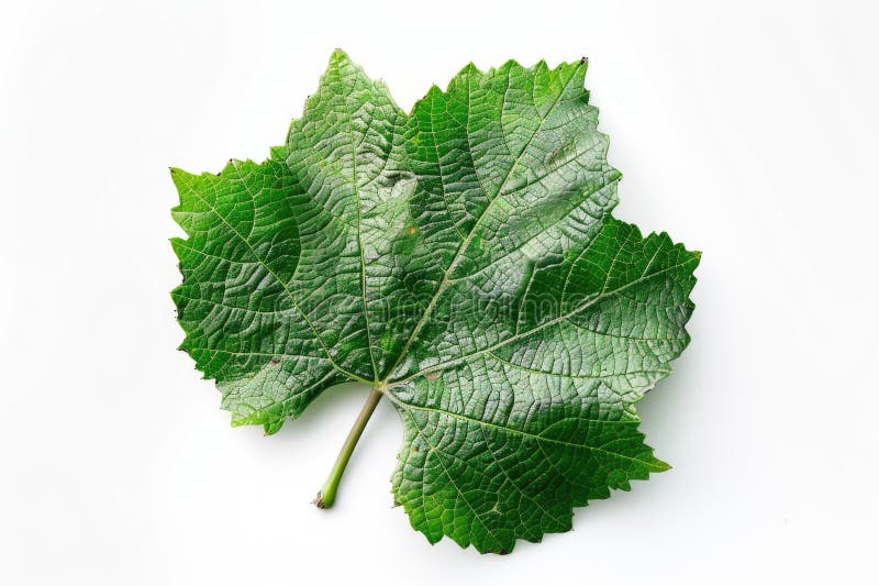 A Detailed View of a Lone Leaf on a White Background Stock Image ...
