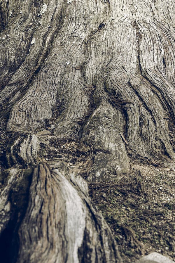 Layered Wood Textures Study Tones Stock Photos - Free & Royalty-Free ...