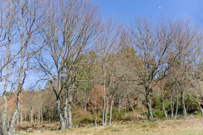 Detailed View of the Parallel Trees in the Middle at the Woods, Typical ...