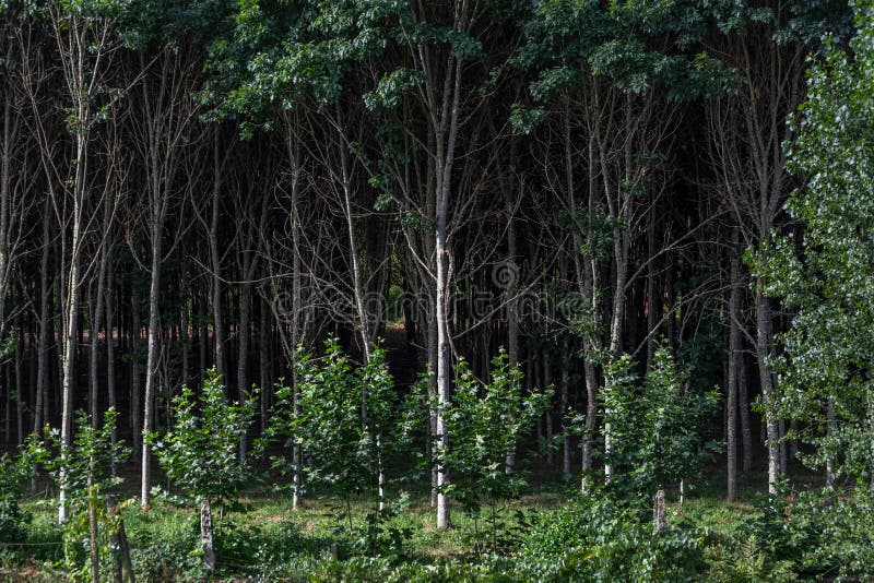 Detailed View of the Parallel Trees in the Middle at the Woods, Typical ...