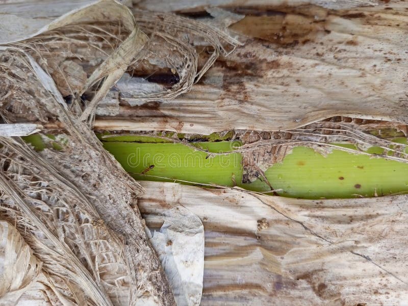 Detailed View of Plant Stem Interior Texture Stock Photo - Image of ...