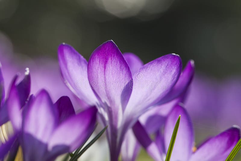Spring Purple Crocus Flowers Stock Photo - Image of early, lilac: 39531968
