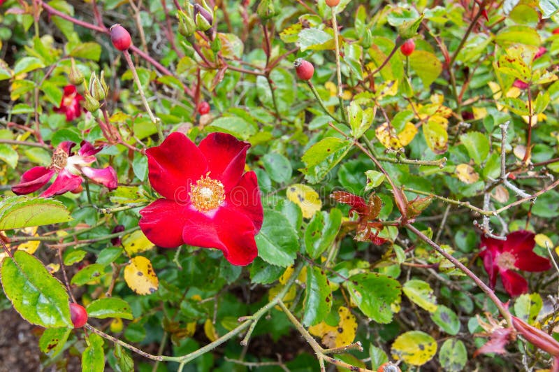 Detailed View of a Red Wild Rose Stock Image - Image of beauty ...