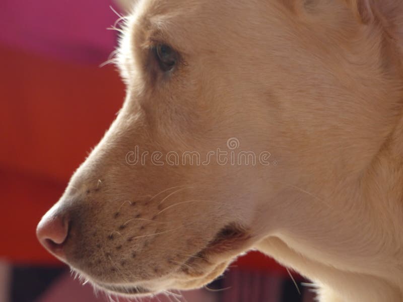 5,237 Sad Labrador Stock Photos - Free & Royalty-Free Stock Photos from ...